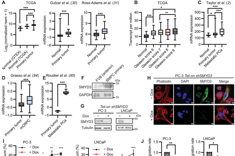 Phys.org on LinkedIn: Researchers clarify role of SMYD3 enzyme in ... Phys.org on LinkedIn: Researchers clarify role of SMYD3 enzyme in ...