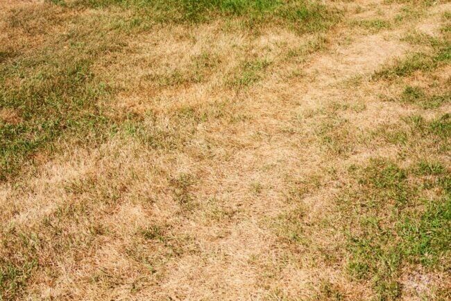 Solved! Why Is My Grass Turning Yellow? | Sandie Page Solved! Why Is My Grass Turning Yellow? | Sandie Page