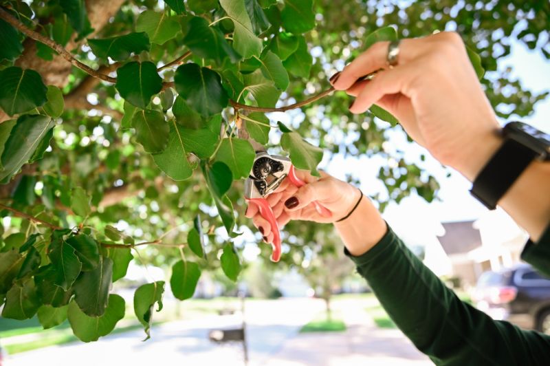 #isacertifiedarborist #treeservice #treetrimming | Metropolitan ... #isacertifiedarborist #treeservice #treetrimming | Metropolitan ...