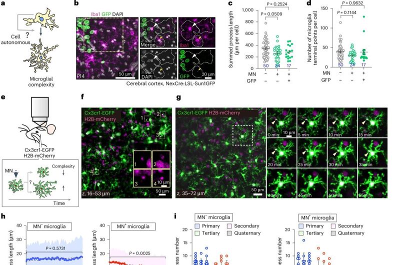 Newly discovered mechanism regulates microglial characteristics in ... Newly discovered mechanism regulates microglial characteristics in ...