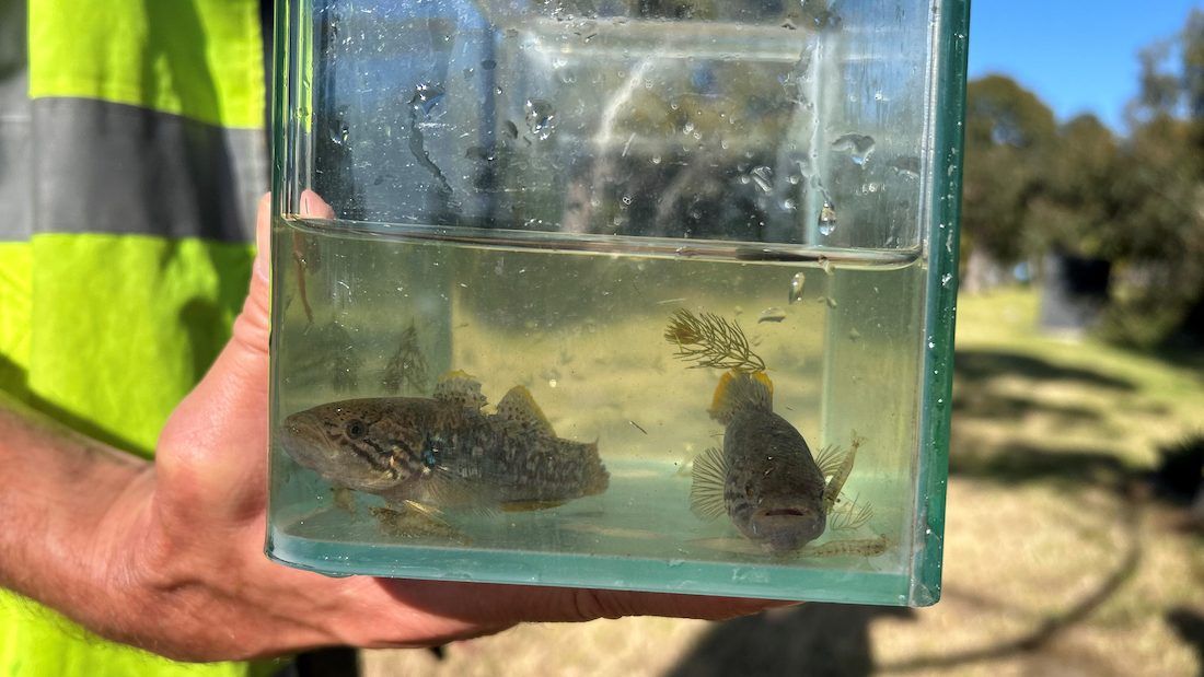 Green Adelaide on LinkedIn: Fish once believed extinct return to ... Green Adelaide on LinkedIn: Fish once believed extinct return to ...
