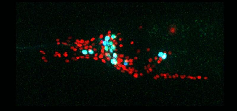 Phys.org on LinkedIn: Scientists demonstrate how individual differences ... Phys.org on LinkedIn: Scientists demonstrate how individual differences ...