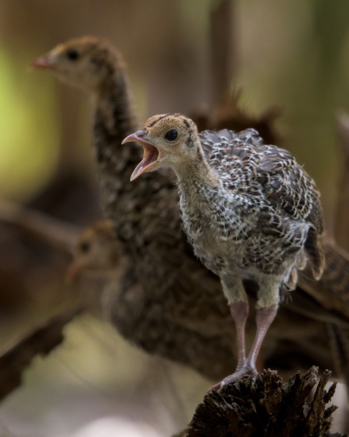 The Truth on LinkedIn: NWTF, Partners Allocate Nearly $6 Million to ... The Truth on LinkedIn: NWTF, Partners Allocate Nearly $6 Million to ...