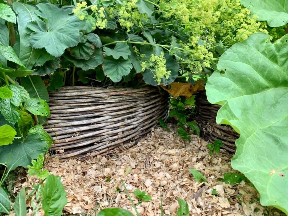 Di Hammill Page on LinkedIn: Selecting and Preparing willow for weaving ... Di Hammill Page on LinkedIn: Selecting and Preparing willow for weaving ...