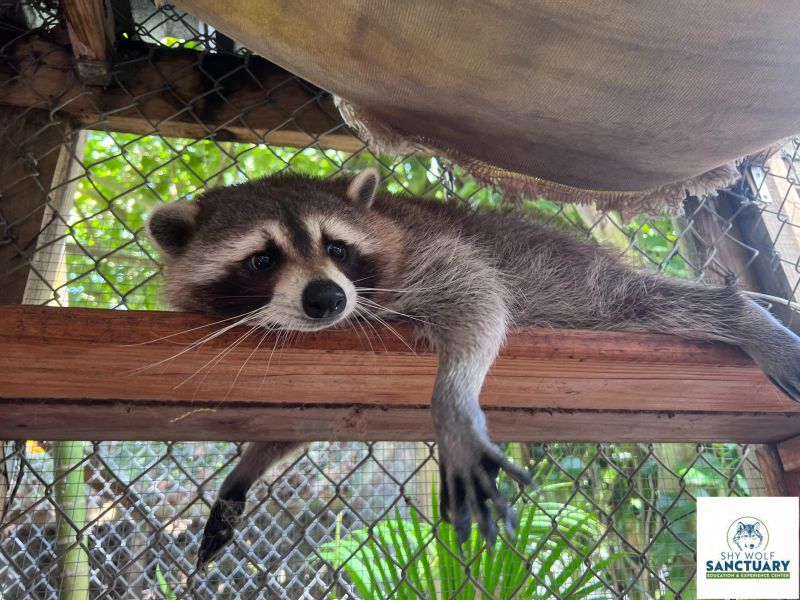 Shy Wolf Sanctuary Education & Experience Center on LinkedIn: #raccons ... Shy Wolf Sanctuary Education & Experience Center on LinkedIn: #raccons ...