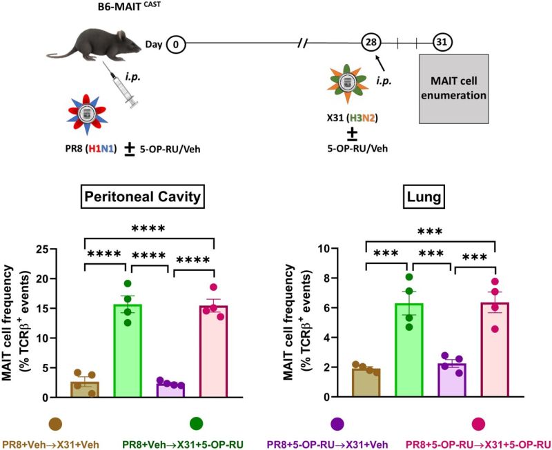 Phys.org on LinkedIn: Researchers discover molecule with promise to ... Phys.org on LinkedIn: Researchers discover molecule with promise to ...