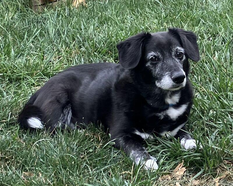 Haberfeld on LinkedIn: #adoptashelterdogmonth Haberfeld on LinkedIn: #adoptashelterdogmonth