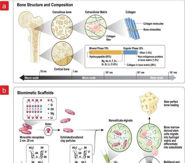 Medical Xpress on LinkedIn: Research team achieves near-perfect bone ... Medical Xpress on LinkedIn: Research team achieves near-perfect bone ...