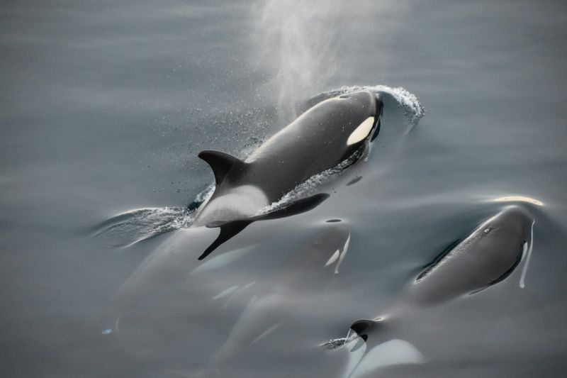 DevX on LinkedIn: Fisch update introduces Orca Migration Hunt DevX on LinkedIn: Fisch update introduces Orca Migration Hunt