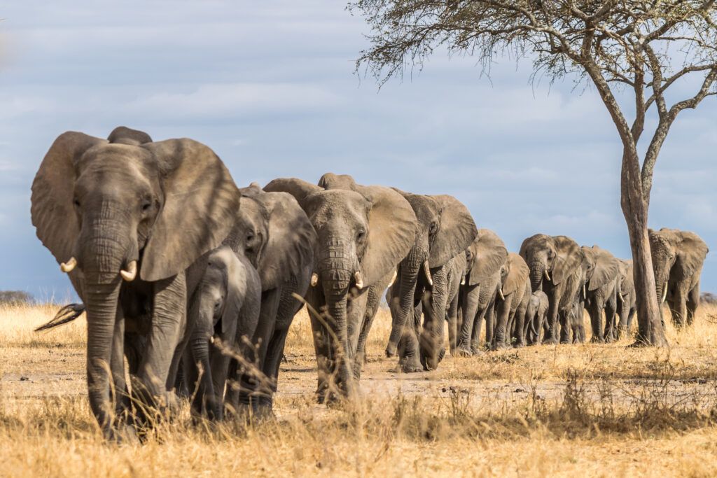 MinervaDB on LinkedIn: Postgres Indexing: Optimal Scenarios for BRIN ... MinervaDB on LinkedIn: Postgres Indexing: Optimal Scenarios for BRIN ...
