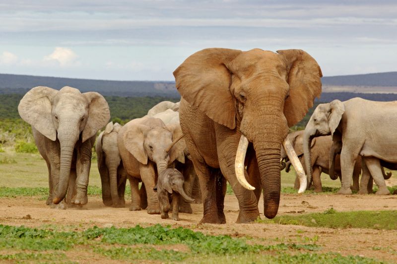 Mastering PostgreSQL Wait Events: Troubleshooting Techniques | MinervaDB Mastering PostgreSQL Wait Events: Troubleshooting Techniques | MinervaDB