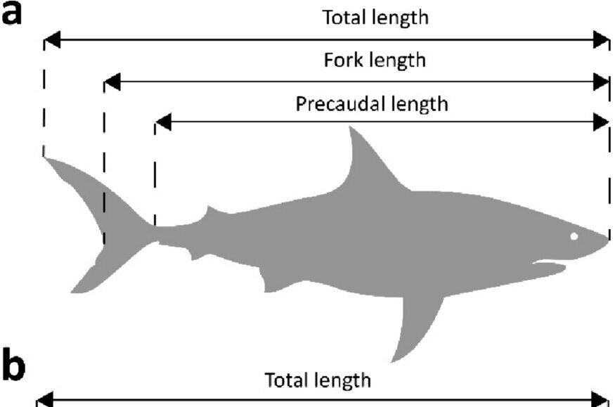 Marine sharks and rays 'use' urea to delay reproduction, finds study ... Marine sharks and rays 'use' urea to delay reproduction, finds study ...