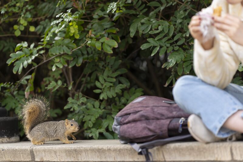 Chi Nguyen-Rettig on LinkedIn: I remember these little squirrel friends ... Chi Nguyen-Rettig on LinkedIn: I remember these little squirrel friends ...