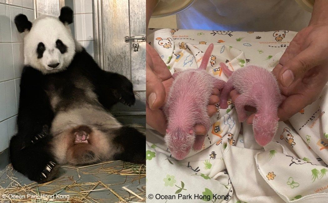 Hong Kong Free Press News Feed on LinkedIn: Hong Kong sees birth of ... Hong Kong Free Press News Feed on LinkedIn: Hong Kong sees birth of ...