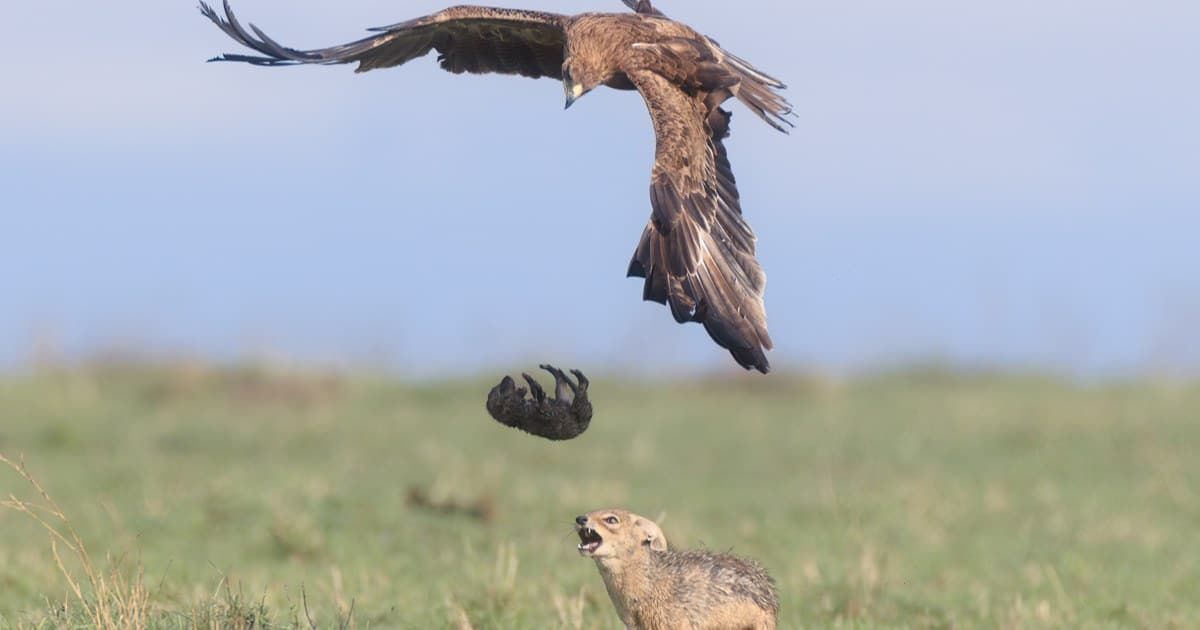 Wildlife Photographer Captures Dramatic Scene of a Jackal Mother ... Wildlife Photographer Captures Dramatic Scene of a Jackal Mother ...