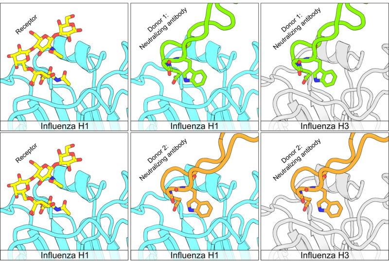 Phys.org on LinkedIn: New type of antibody shows promise against ... Phys.org on LinkedIn: New type of antibody shows promise against ...
