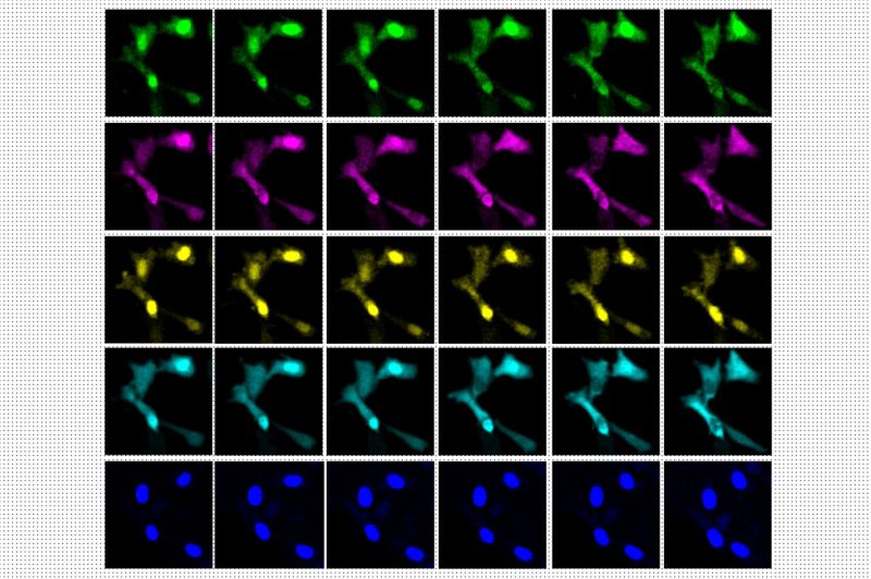 Phys.org on LinkedIn: A new way to see the activity inside a living cell Phys.org on LinkedIn: A new way to see the activity inside a living cell