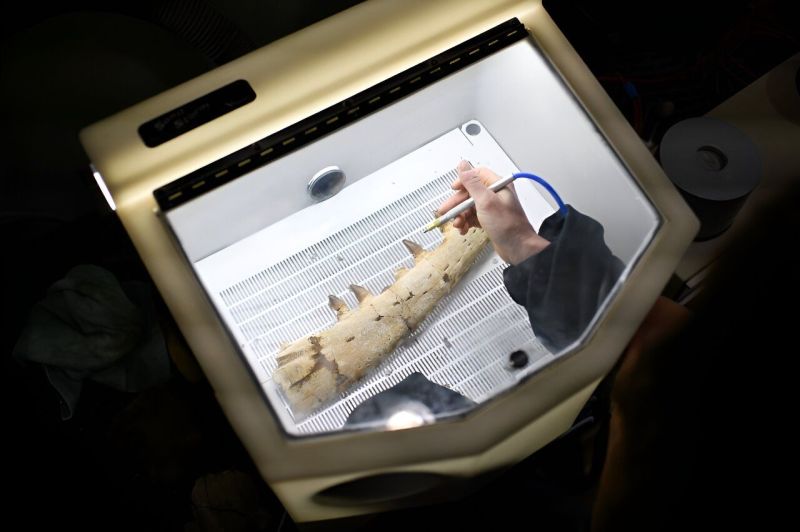 Poison-Dart Films on LinkedIn: US restorationist solves 60-million-year ... Poison-Dart Films on LinkedIn: US restorationist solves 60-million-year ...