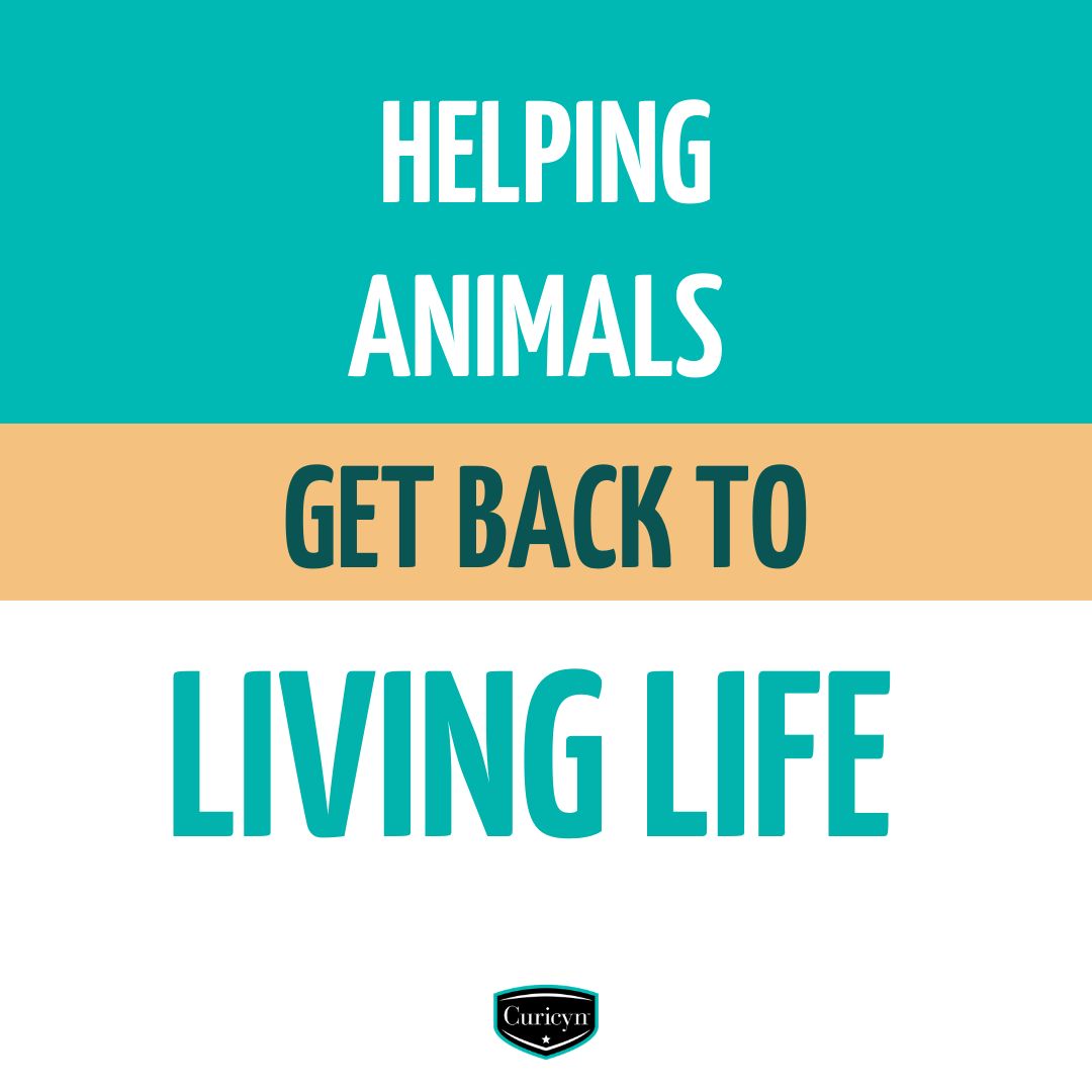Curicyn on LinkedIn: Advanced, Non-Toxic Animal Wound Care Products ... Curicyn on LinkedIn: Advanced, Non-Toxic Animal Wound Care Products ...