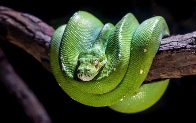 Pro Quickly on LinkedIn: Python Asyncio Tutorial: A Complete Guide Pro Quickly on LinkedIn: Python Asyncio Tutorial: A Complete Guide