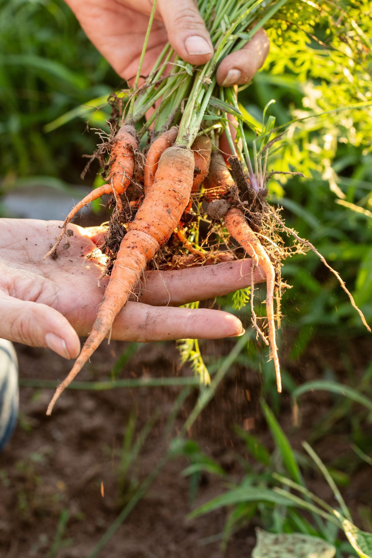 Cara Cowan Watts on LinkedIn: Farm to foster Cara Cowan Watts on LinkedIn: Farm to foster