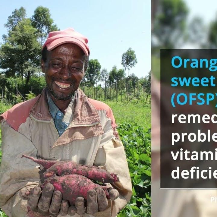 Certified Crop Adviser on LinkedIn: Enhancing Nutrition with Orange ... Certified Crop Adviser on LinkedIn: Enhancing Nutrition with Orange ...