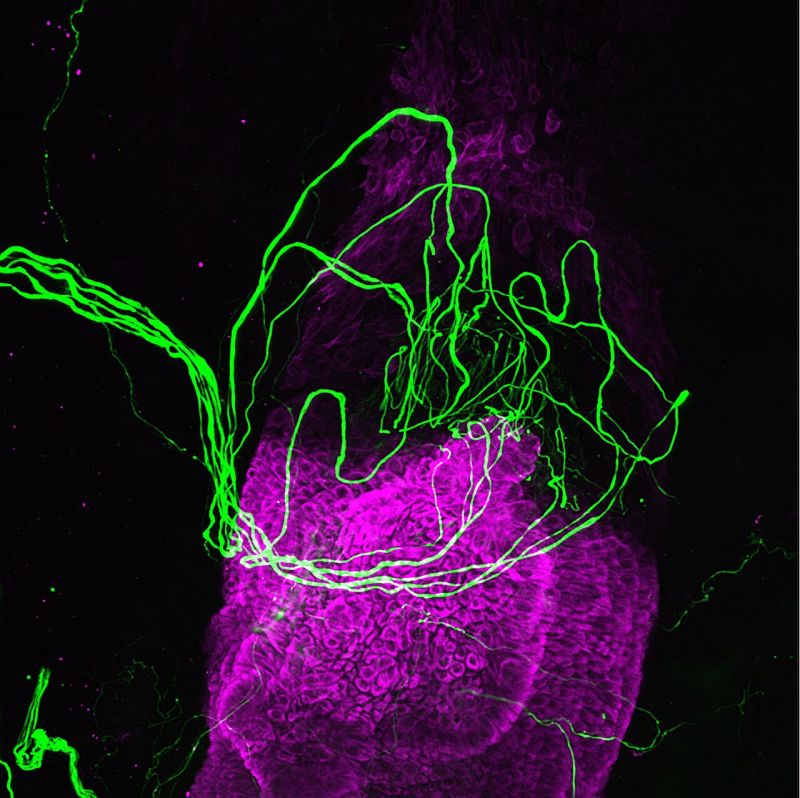 Phys.org on LinkedIn: Researchers reveal hidden sensory mechanism of ... Phys.org on LinkedIn: Researchers reveal hidden sensory mechanism of ...