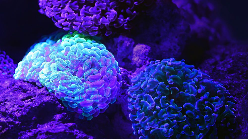 Futuristech.Info on LinkedIn: Rice-engineered material can reconnect ... Futuristech.Info on LinkedIn: Rice-engineered material can reconnect ...