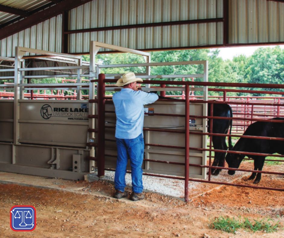 Do you have a temporary need for livestock weighing solutions ... Do you have a temporary need for livestock weighing solutions ...