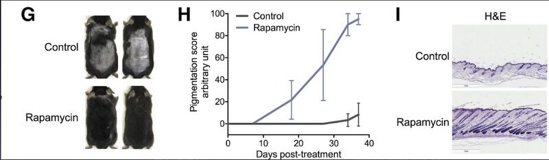 Robert Lufkin MD on LinkedIn: Is Rapamycin shampoo in our future ... Robert Lufkin MD on LinkedIn: Is Rapamycin shampoo in our future ...