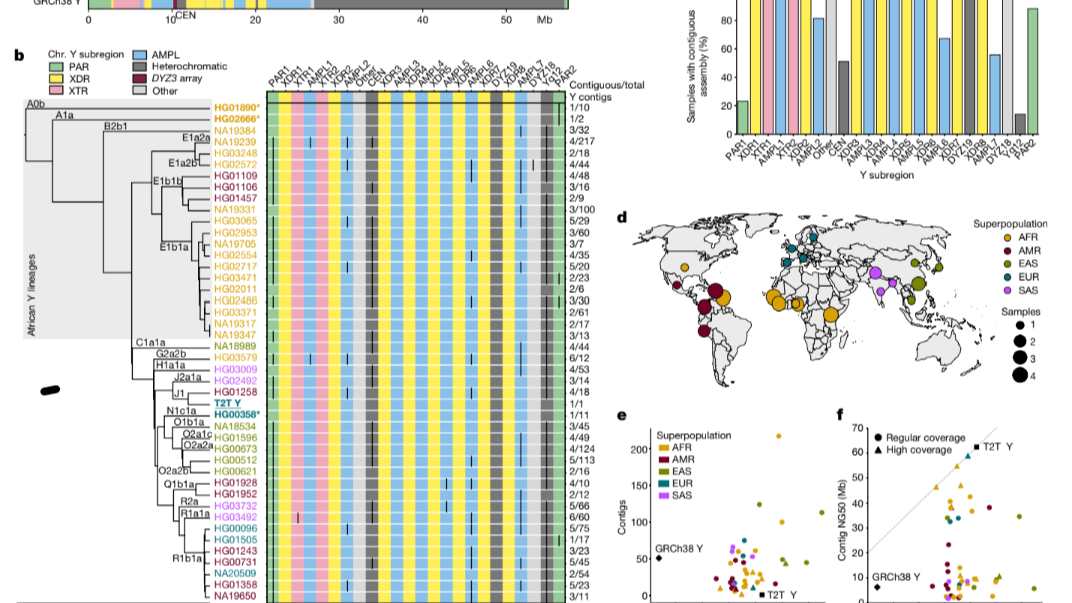 A Complete Y chromosome Sequence β Represents over 180,000 Years of ... A Complete Y chromosome Sequence β Represents over 180,000 Years of ...