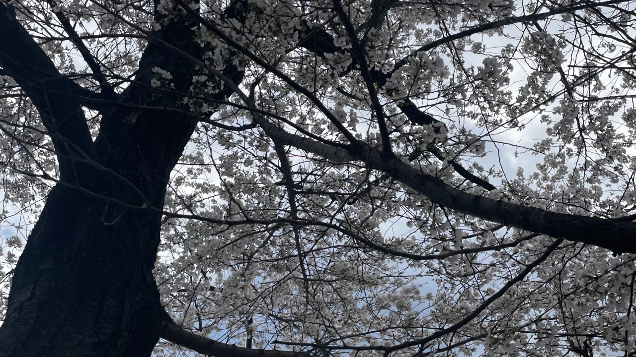 The Legacy of Blossoms: Honoring the Unsung Heroes Behind D.C.’s Cherry ... The Legacy of Blossoms: Honoring the Unsung Heroes Behind D.C.’s Cherry ...