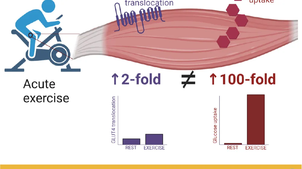 Unlocking the Power of Muscle: How Resistance Training Boosts Glycogen ... Unlocking the Power of Muscle: How Resistance Training Boosts Glycogen ...