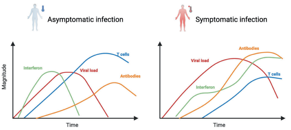 The immune response against SARS-CoV-2 in asymptomatic persons The immune response against SARS-CoV-2 in asymptomatic persons