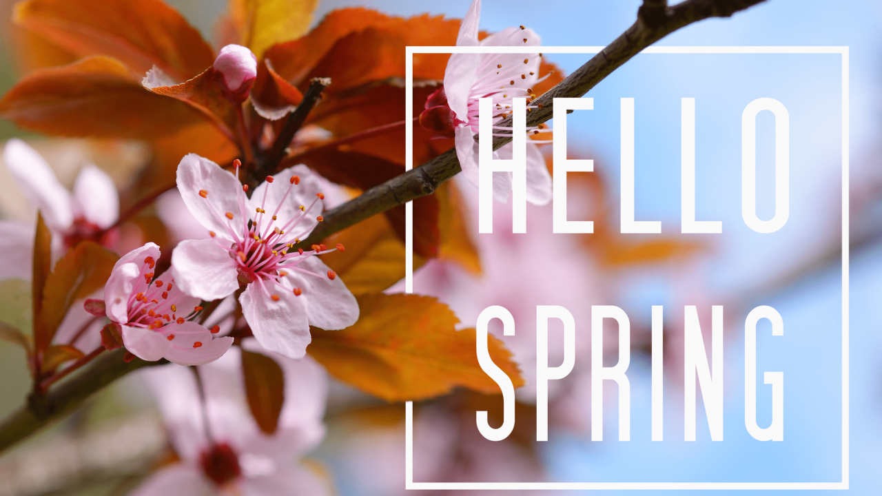 Spring's Renewal: Embracing Mental Wellbeing as Nature Blooms Spring's Renewal: Embracing Mental Wellbeing as Nature Blooms