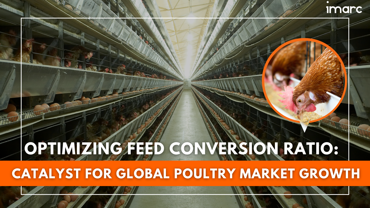 Optimizing Feed Conversion Ratio: A Catalyst for Global Poultry Market ... Optimizing Feed Conversion Ratio: A Catalyst for Global Poultry Market ...