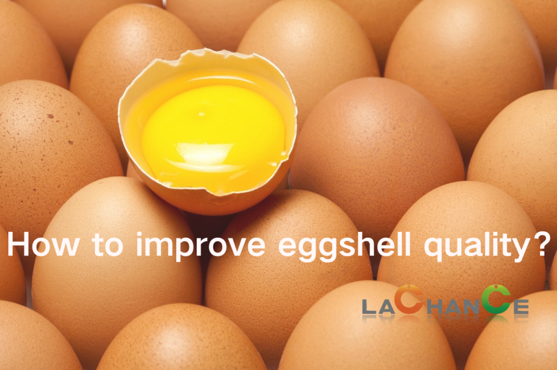 How to improve eggshell quality? How to improve eggshell quality?
