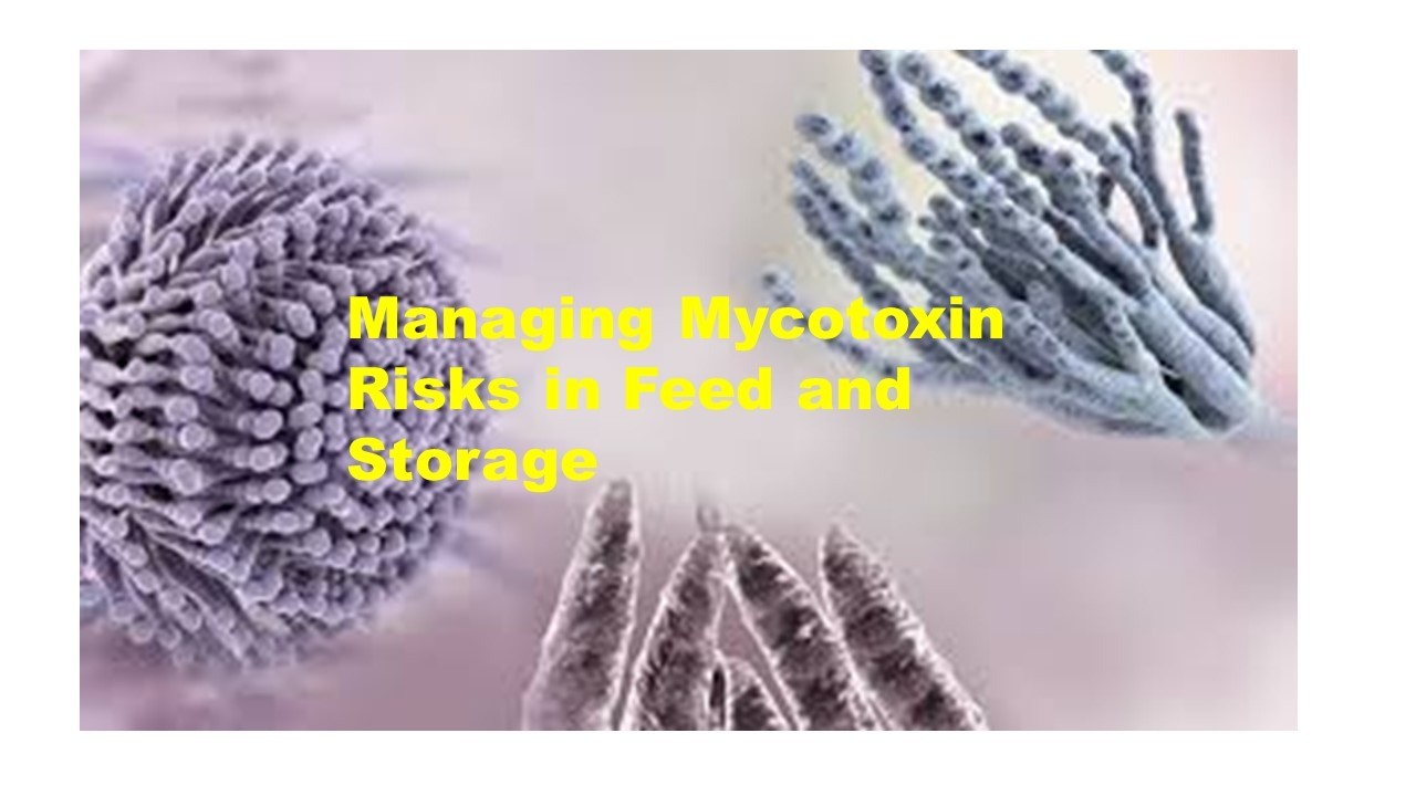 Managing Mycotoxin Risks in Feed and Storage: An In-Depth Guide Managing Mycotoxin Risks in Feed and Storage: An In-Depth Guide