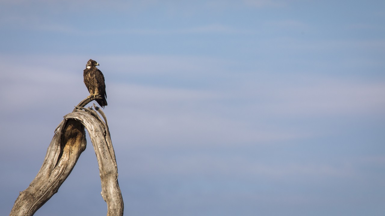 The Evolving Role of Learning Leadership The Evolving Role of Learning Leadership