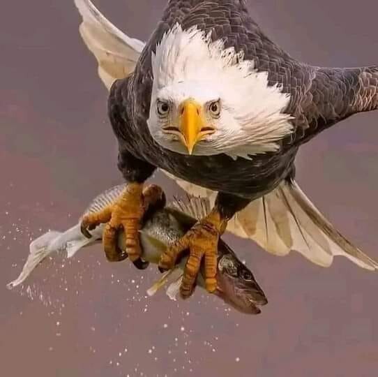 SIX LEADERSHIP PRINCIPLES TO LEARN FROM AN EAGLE SIX LEADERSHIP PRINCIPLES TO LEARN FROM AN EAGLE