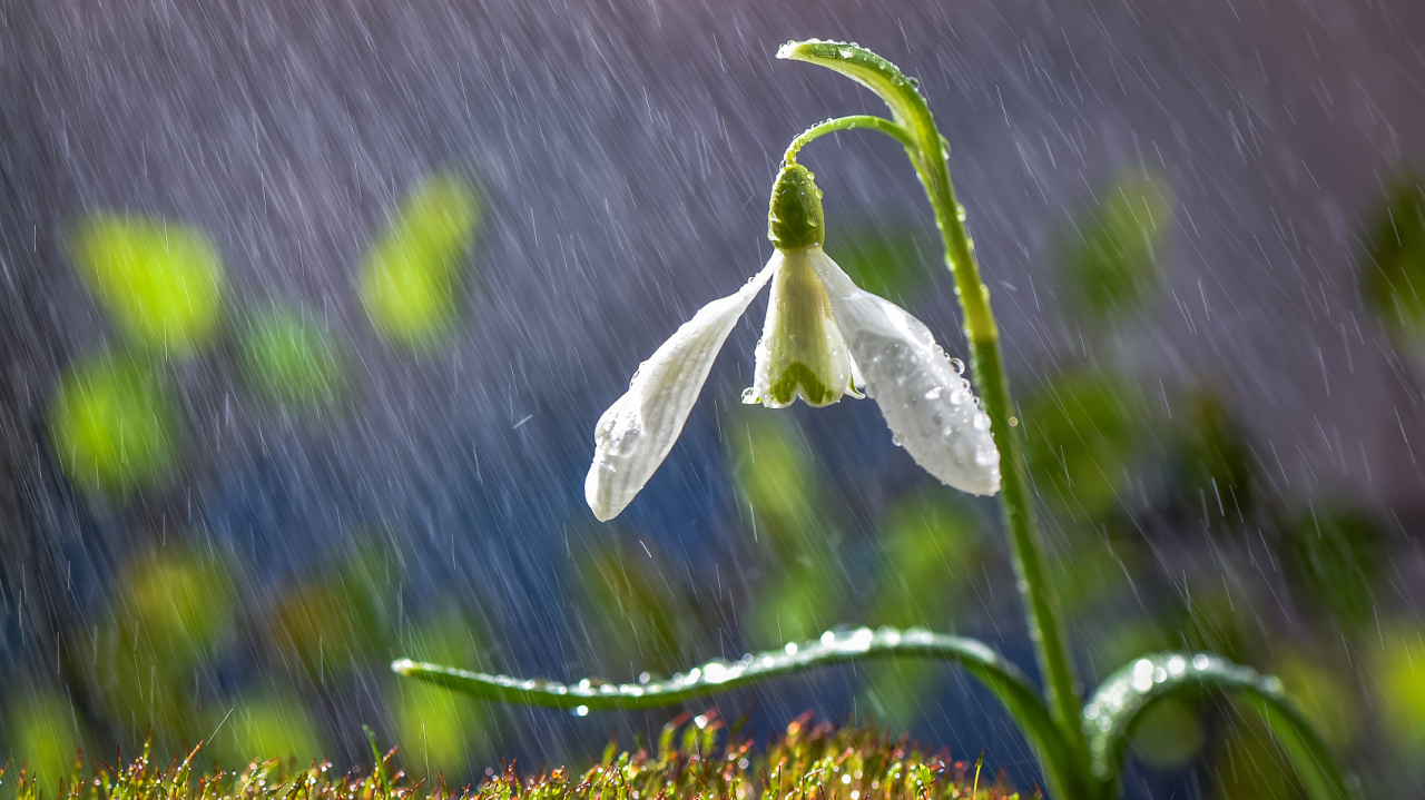 Understanding Precipitation Sensors: Types and Applications Understanding Precipitation Sensors: Types and Applications