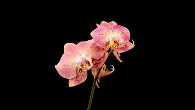 Unlocking the Secrets of Orchid Care: What to Do After Blooms Fade Unlocking the Secrets of Orchid Care: What to Do After Blooms Fade