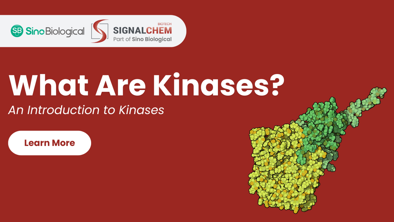 An Introduction to Kinases An Introduction to Kinases