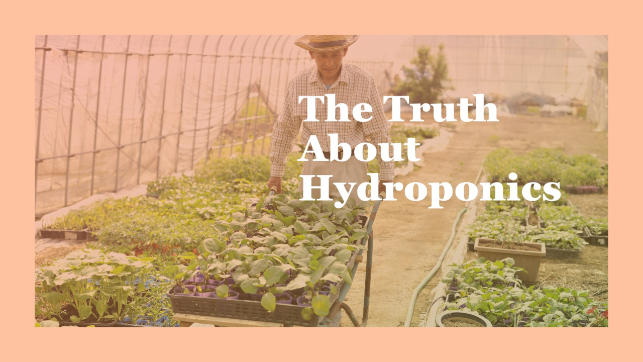 The Truth About Hydroponics: Is It Organic The Truth About Hydroponics: Is It Organic