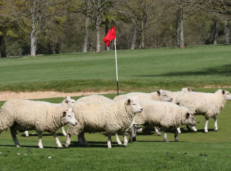 Regenerative Agriculture Principles Can Provide a Roadmap for Golf ... Regenerative Agriculture Principles Can Provide a Roadmap for Golf ...