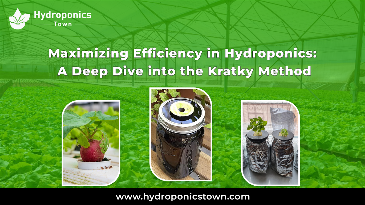 Maximizing Efficiency in Hydroponics: A Deep Dive into the Kratky Method Maximizing Efficiency in Hydroponics: A Deep Dive into the Kratky Method