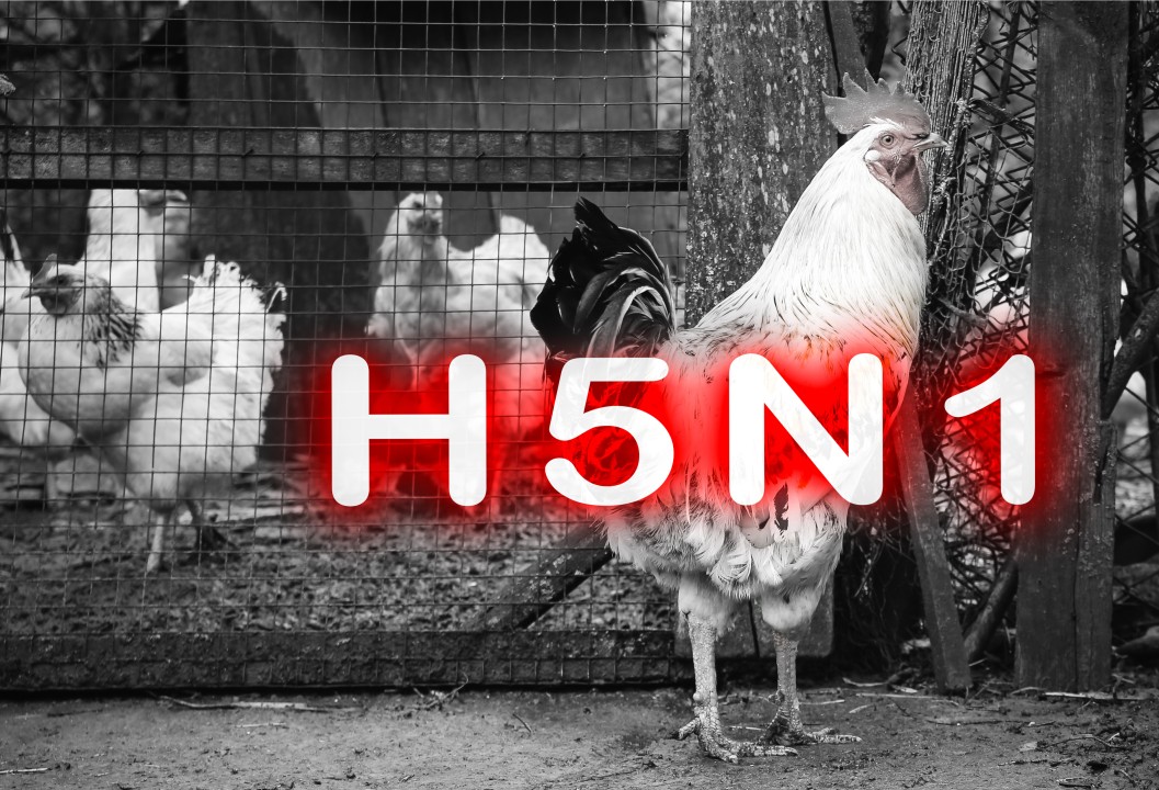 Current Avian Influenza Outbreak, Should We Be Concerned? Current Avian Influenza Outbreak, Should We Be Concerned?