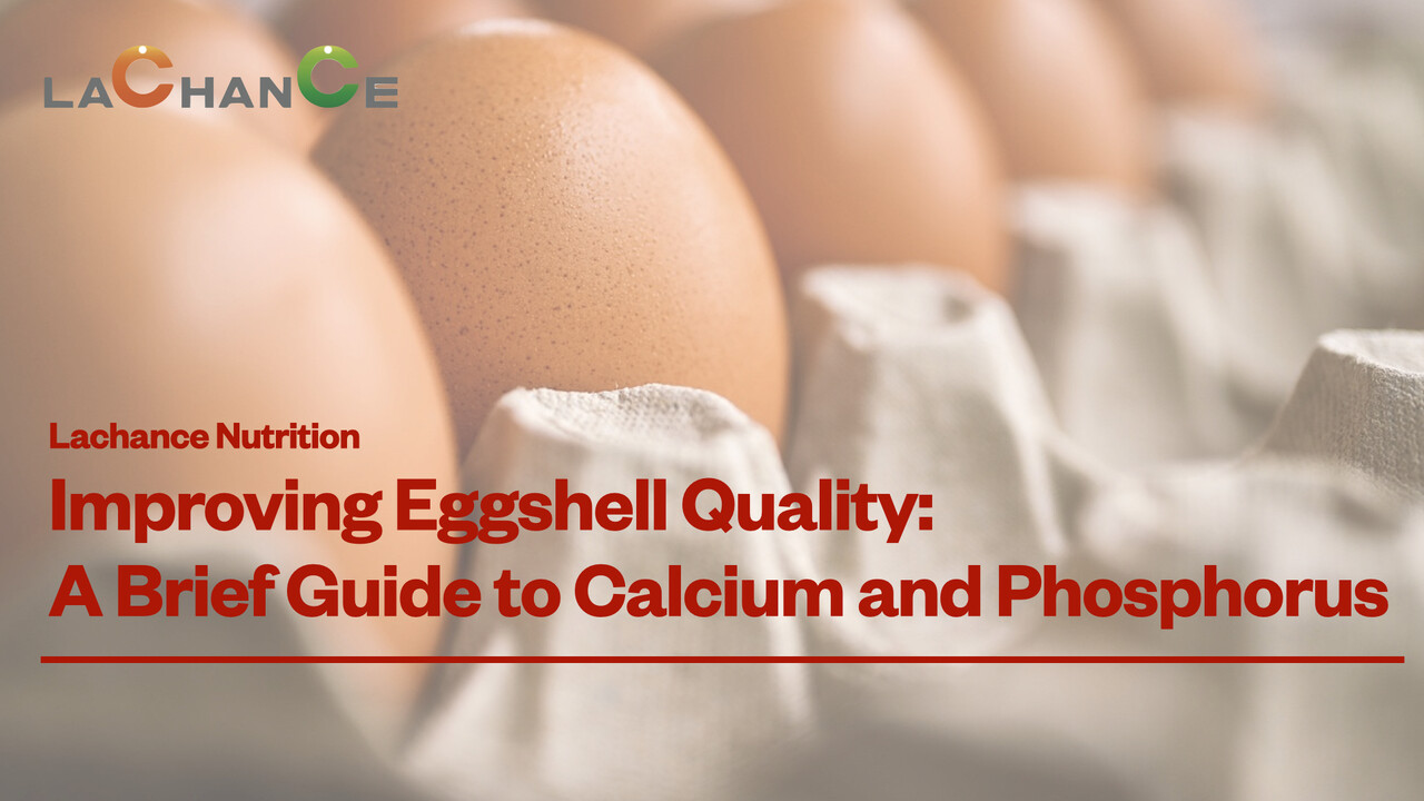 Lachance Nutrition |Improving Eggshell Quality: A Brief Guide to ... Lachance Nutrition |Improving Eggshell Quality: A Brief Guide to ...