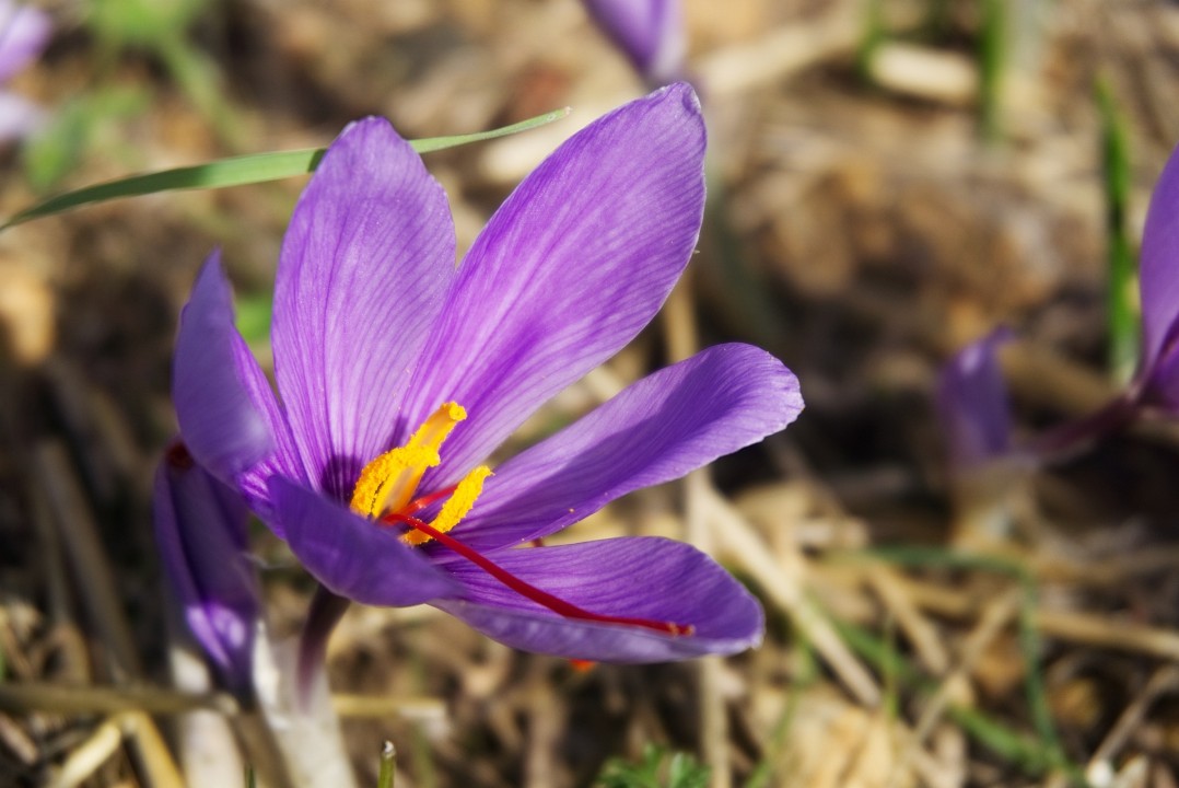 Amazing Benefits of Saffron Flower Extract Crocin Amazing Benefits of Saffron Flower Extract Crocin