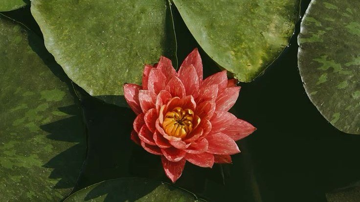 Lotus Effect Lotus Effect